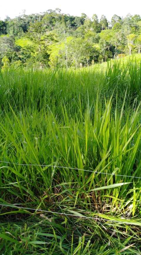 Nuestras Pasturas - Finca Villa Hermosa